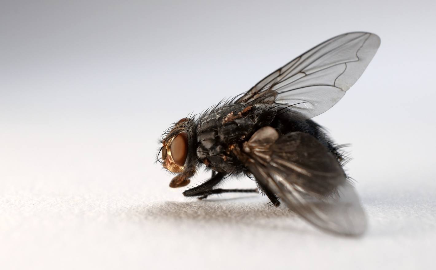 Little Black Flying Bugs in the House
