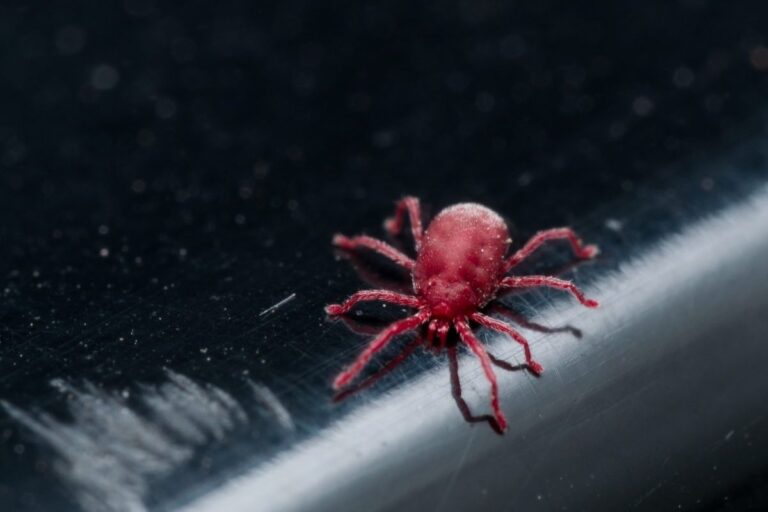 Red Bugs in House? - Causes, Prevention, and Solutions