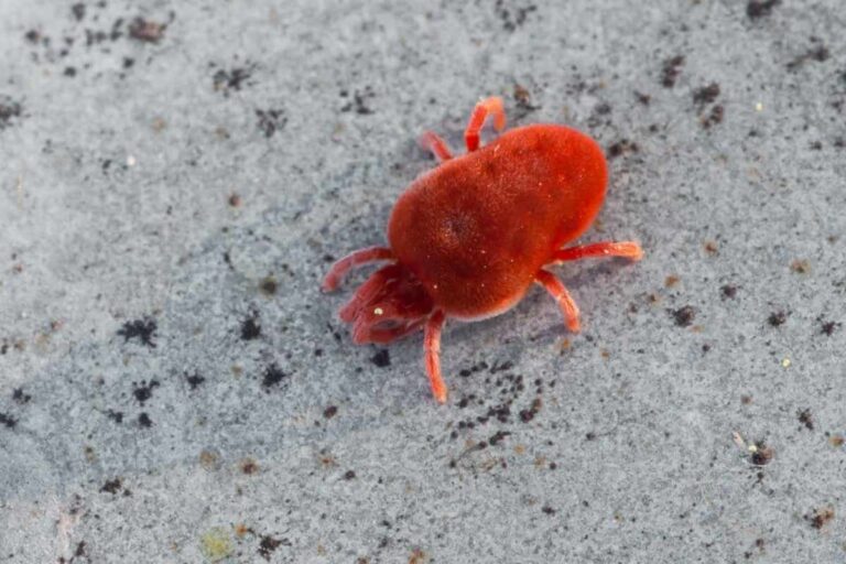 Red Bugs in House? - Causes, Prevention, and Solutions