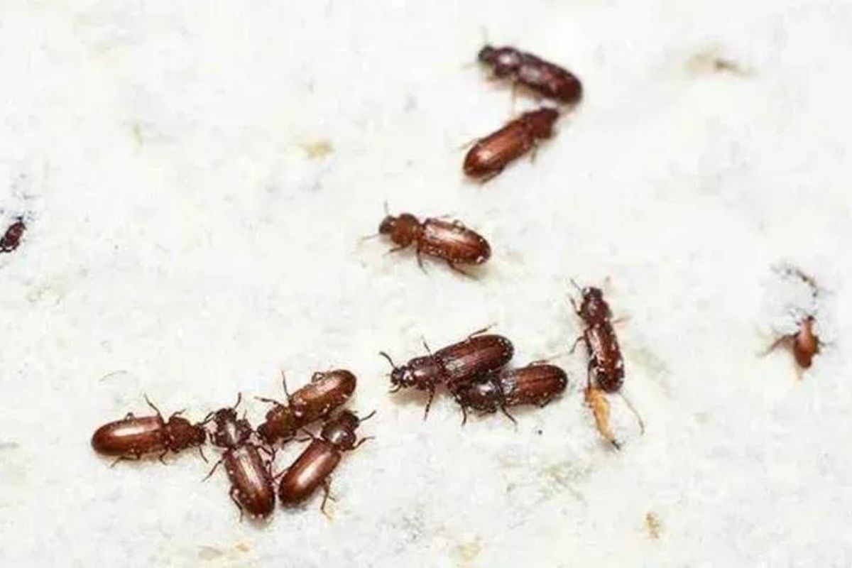Small Tiny Brown Bugs In House?