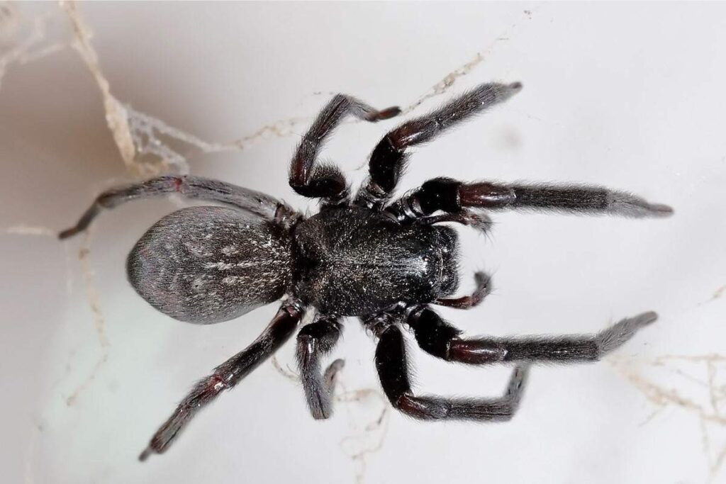 Black House Spider: Facts, Habitat And Prevention