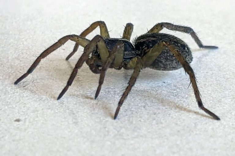 Black House Spider: Facts, Habitat And Prevention